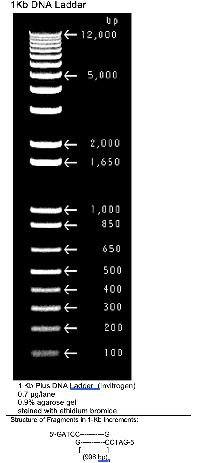 Solved CM 1 [] 3 BIO RAD 4 5 Bio-Ra Band 1 (top) 2 3 4 5 6 | Chegg.com