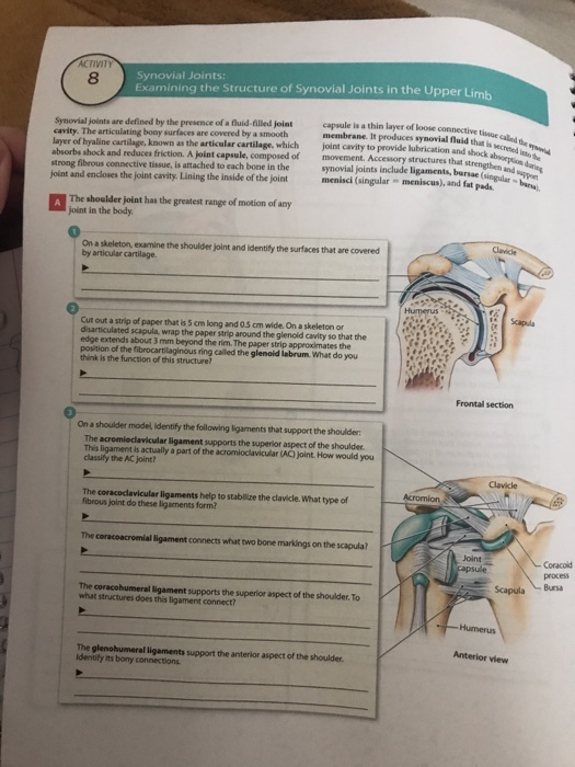 Solved ACTIVITY 8 Synovial Joints: Examining the Structure | Chegg.com