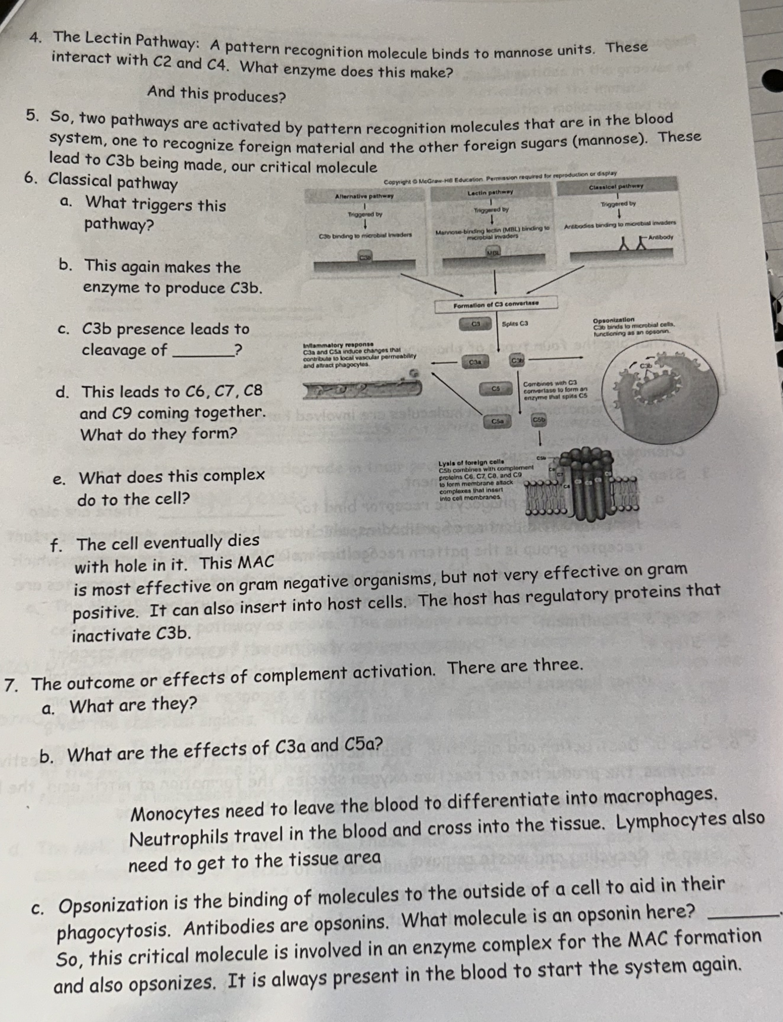 Solved 1) ﻿The Lectin Pathway: A pattern recognition | Chegg.com