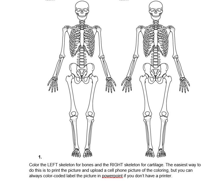 Solved KANADA கடகம் 1. Color the LEFT skeleton for bones and | Chegg.com