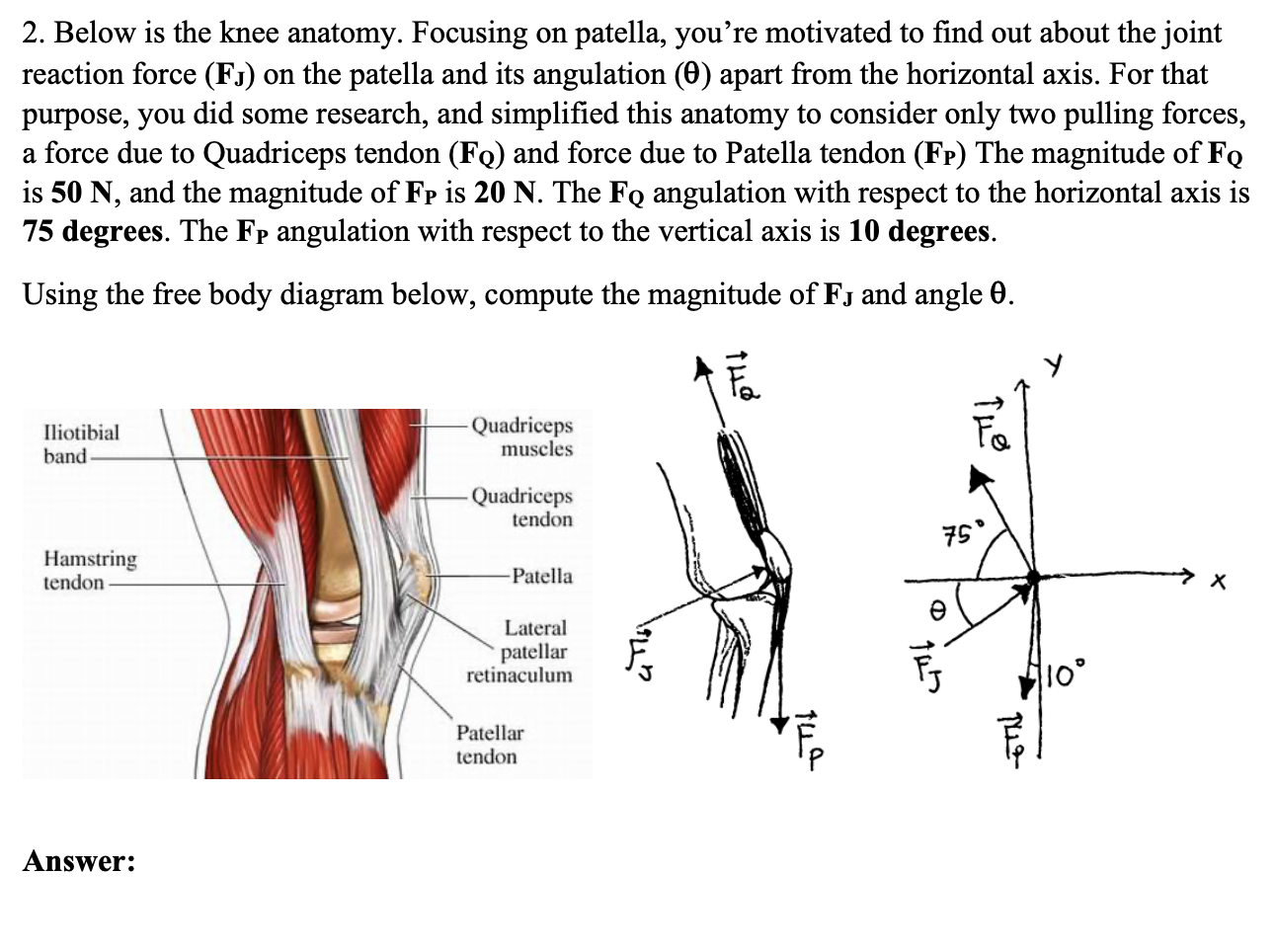 Solved 2. Below is the knee anatomy. Focusing on patella, | Chegg.com