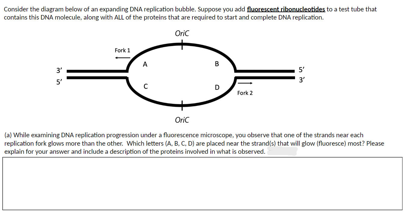 Solved Consider the diagram below of an expanding DNA | Chegg.com