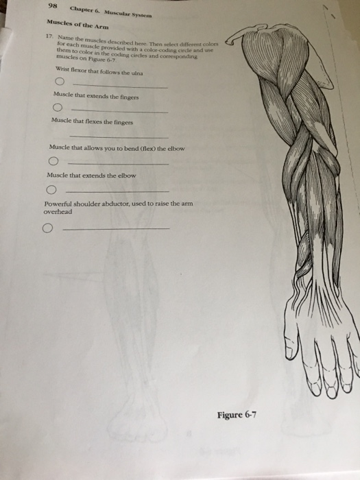 Solved 98 Chapter 6. Muscular System Muscles of the Arm 17. | Chegg.com