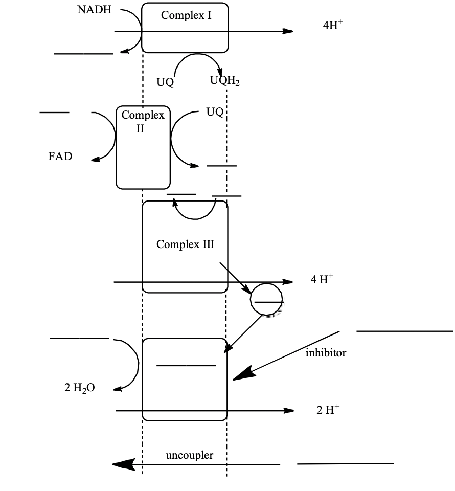 Solved NADH Complex I 4H+ UQ UQH2 UQ Complex II FAD Complex | Chegg.com