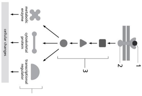 Solved 20. The figure below shows the pathway through which | Chegg.com