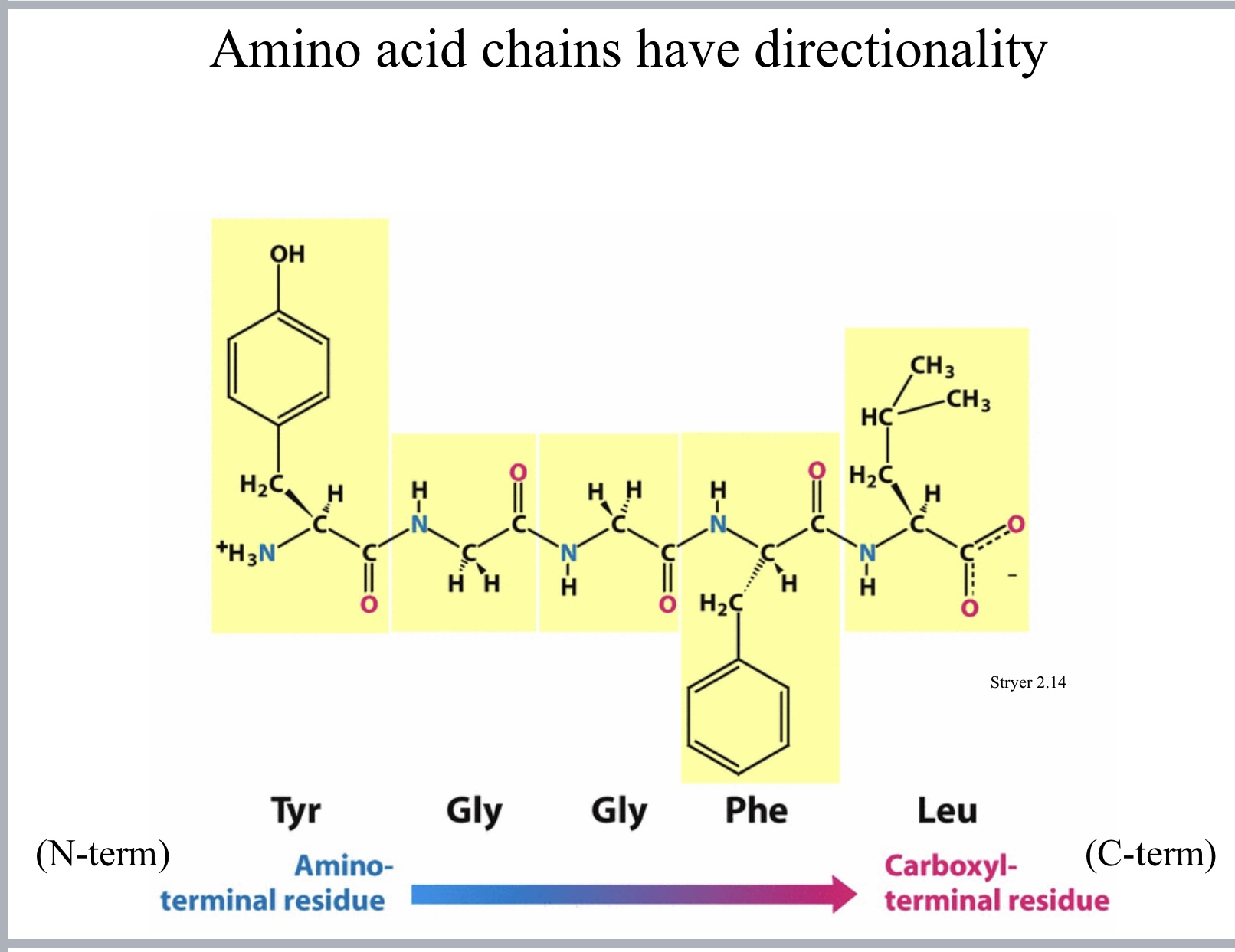 Draw the following polypeptide chain at pH 2, ﻿pH | Chegg.com