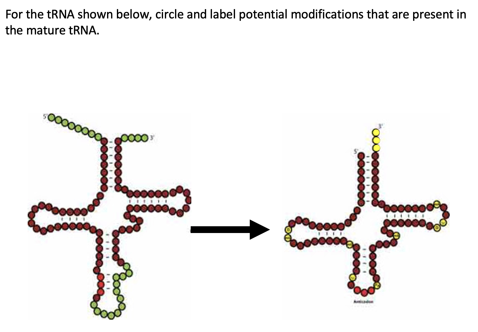 Solved For the tRNA shown below, circle and label potential | Chegg.com