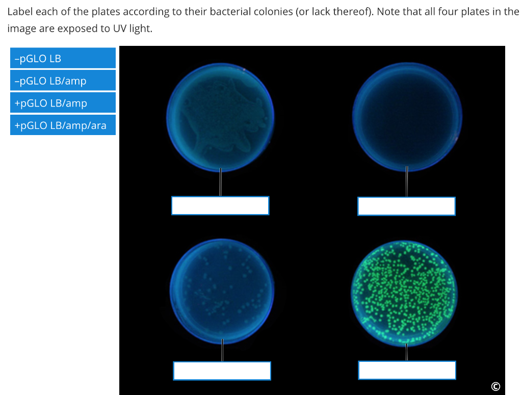 Solved Label each of the plates according to their bacterial | Chegg.com