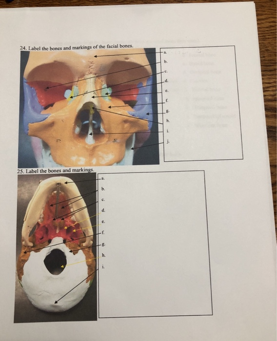 Solved 24. Label the bones and markings of the facial bones | Chegg.com