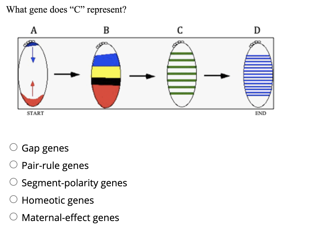 Solved What gene does “C” represent? A B С D START END Gap | Chegg.com