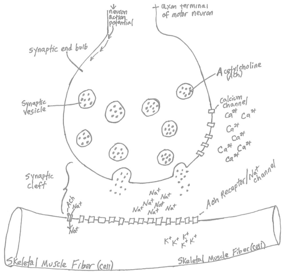 Solved The synaptic end bulb contains channels for what | Chegg.com