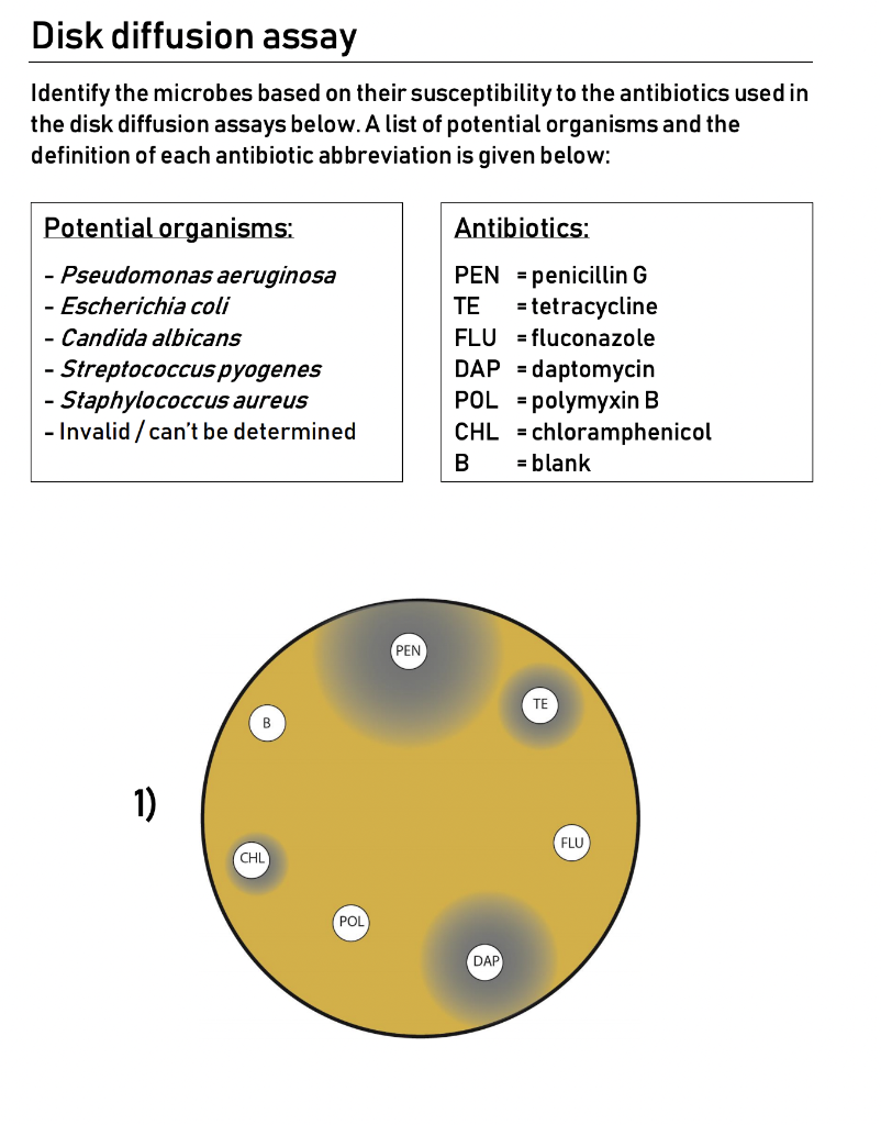 Solved Disk diffusion assay Identify the microbes based on | Chegg.com