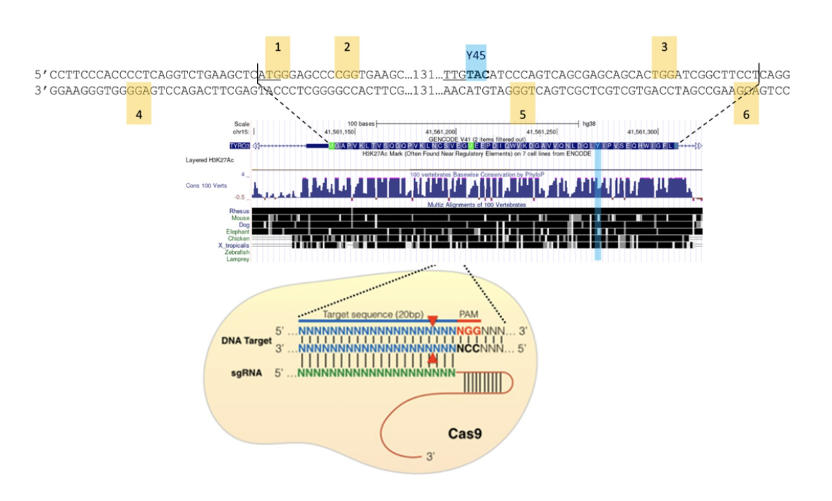 The genomic coordinates (chr15:41561100-41561322) | Chegg.com