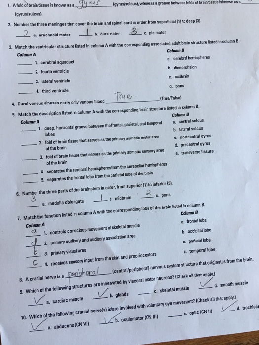 Solved 1. Afold of brain tissue is known as a r | Chegg.com
