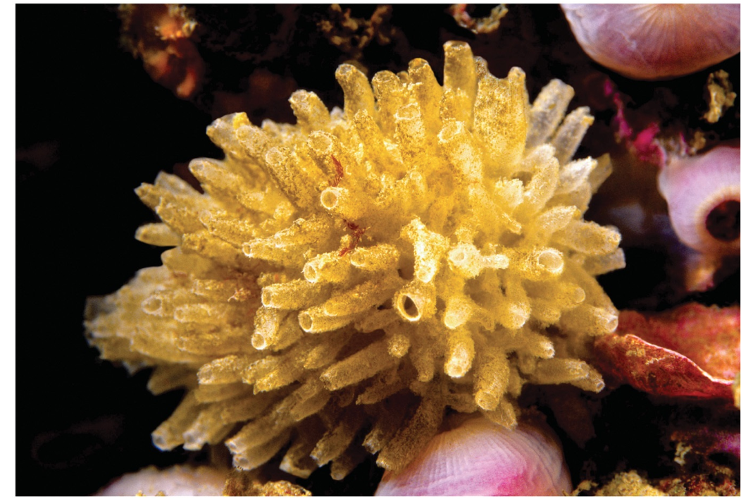 Solved Refer to the figure of the sponge, Leucosolenia. | Chegg.com
