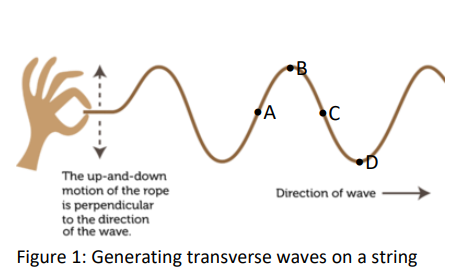 Solved (1) Regarding the transverse wave in Figure 1, what | Chegg.com
