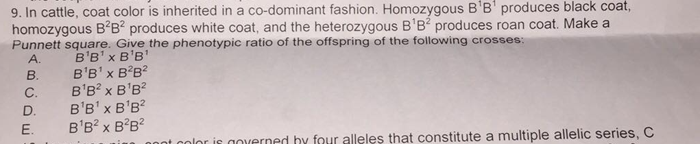 Solved A. 9. In cattle, coat color is inherited in a | Chegg.com