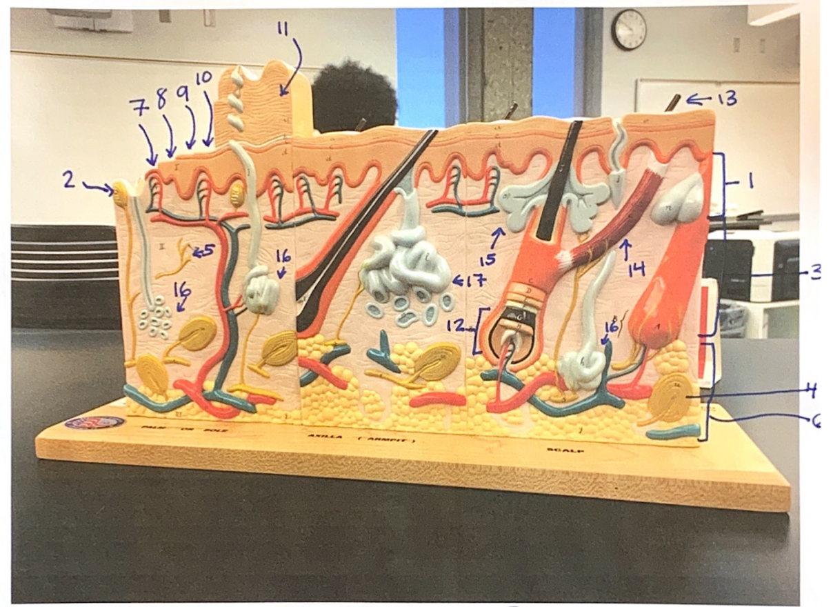 The Skin Model – please label the following | Chegg.com