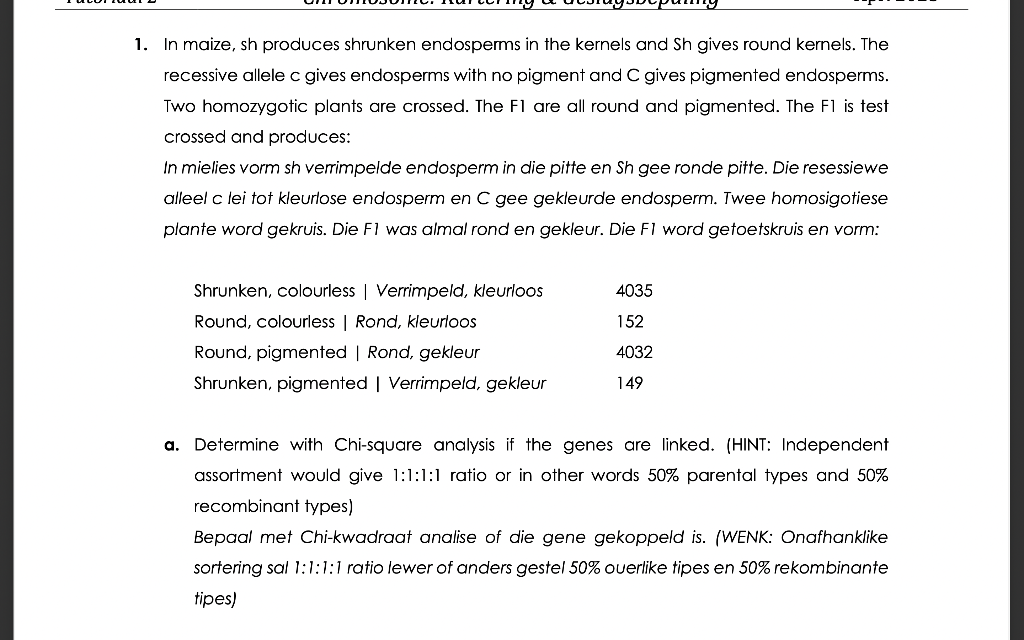 Solved In maize, sh produces shrunken endosperms in the | Chegg.com