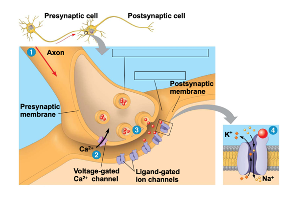 Solved Presynaptic cell Postsynaptic cell 1 Axon | Chegg.com