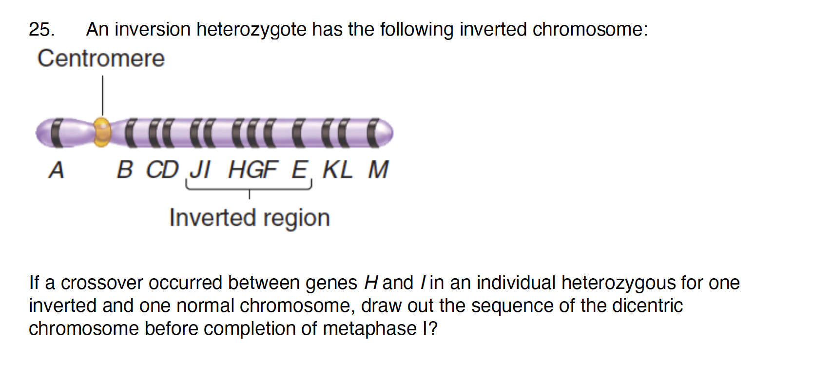 Solved 25. An inversion heterozygote has the following | Chegg.com
