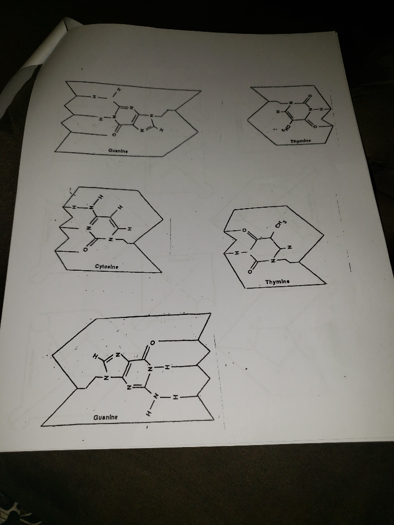 Solved Cut out the DNA puzzle pieces below and tape them | Chegg.com