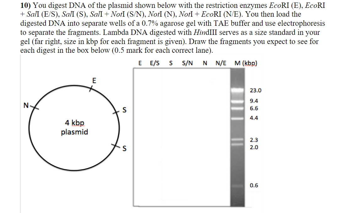 10) You digest DNA of the plasmid shown below with | Chegg.com