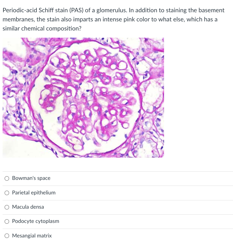 Solved Periodic-acid Schiff stain (PAS) of a glomerulus. In | Chegg.com