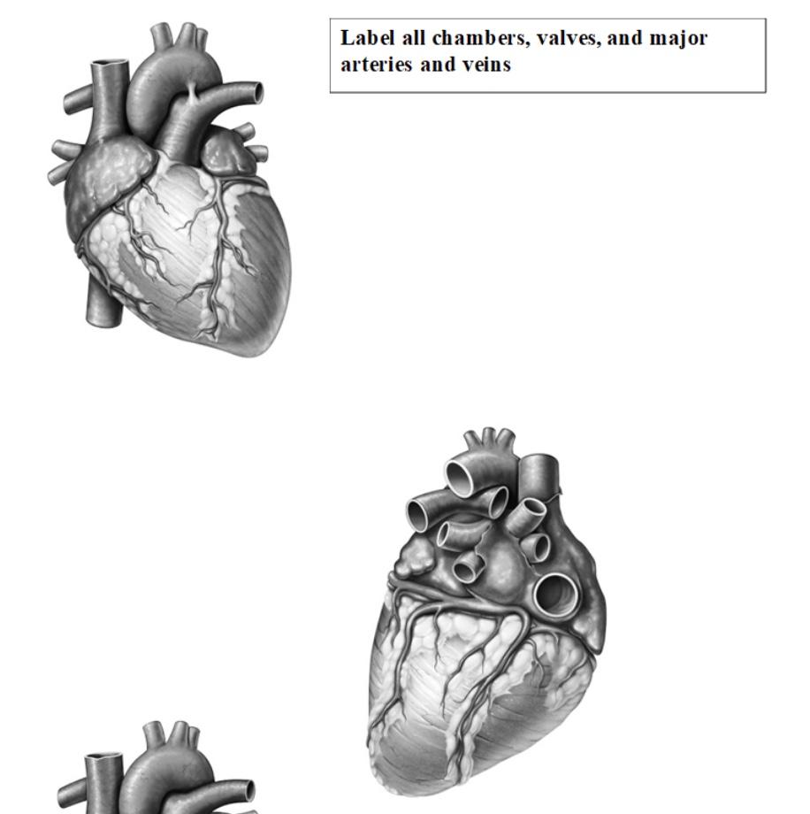 Solved Label all chambers, valves, and major arteries and | Chegg.com
