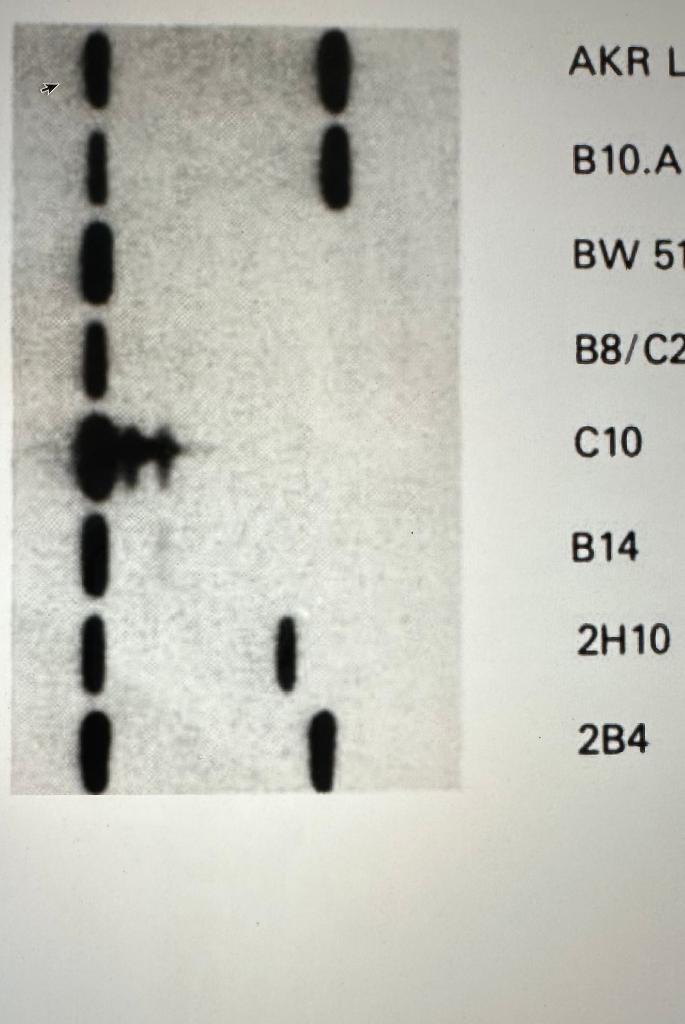 This Southem blot from the Hedrick and Davis | Chegg.com