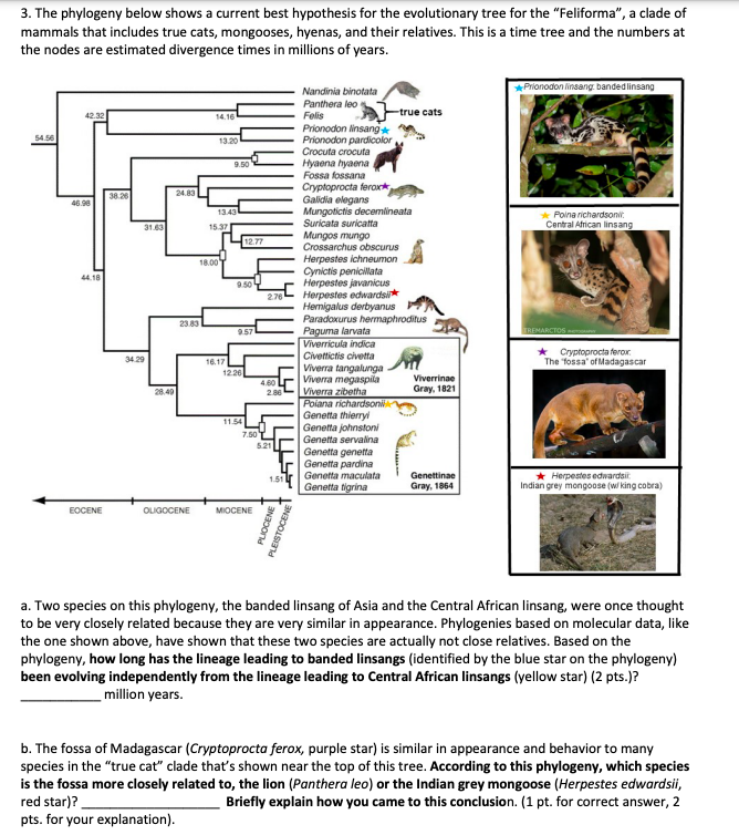 Solved 3. The phylogeny below shows a current best | Chegg.com