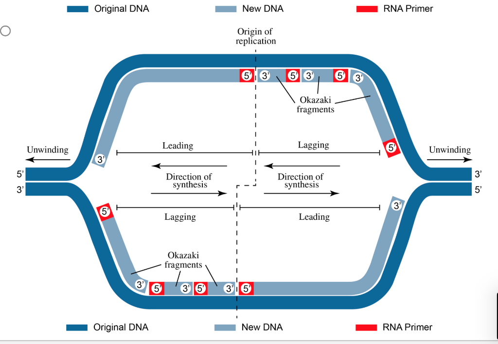 Solved Step 2: Identify the direction of DNA synthesis in | Chegg.com