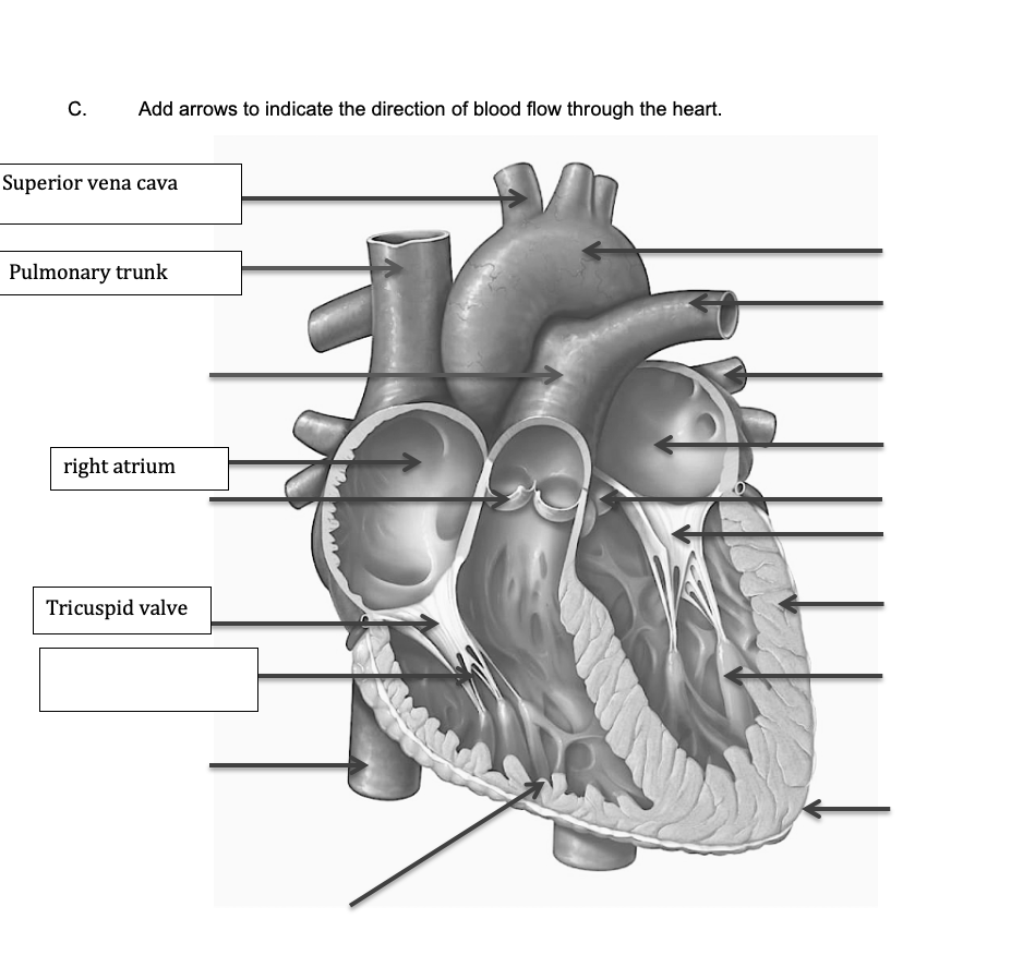 Solved Chambers and Valves of the Heart: A. Label the | Chegg.com