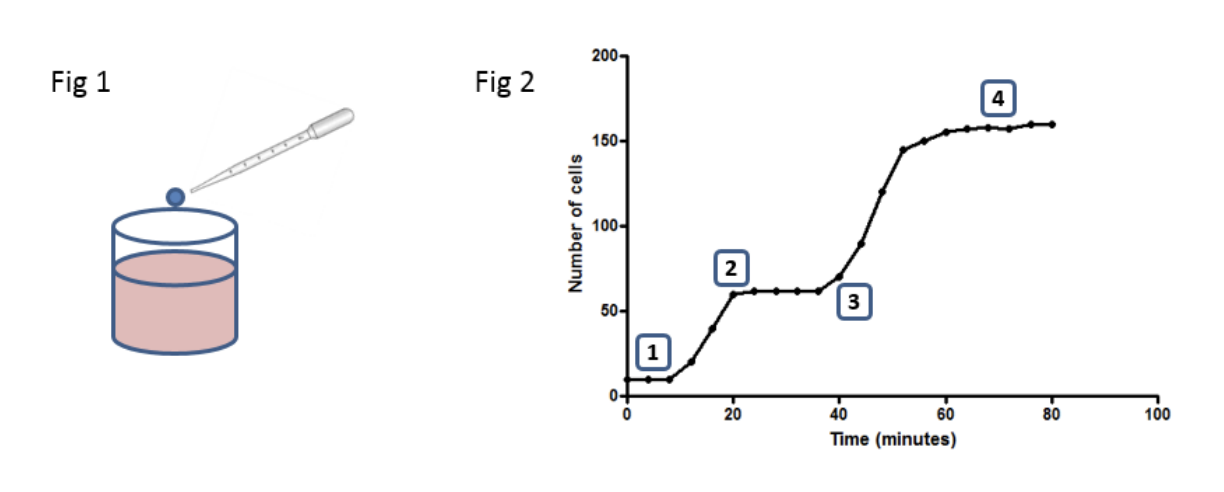 Solved A hypothetical experiment: a small number of E. coli | Chegg.com
