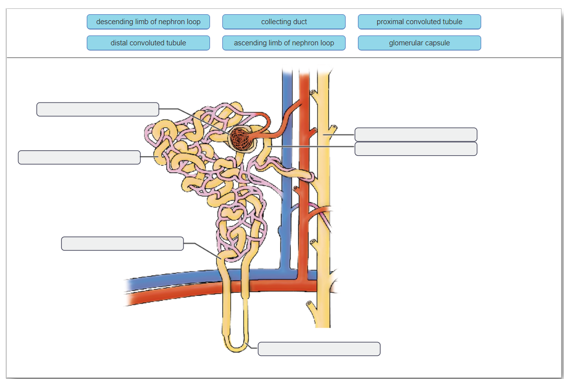 Solved descending limb of nephron loop collecting duct | Chegg.com