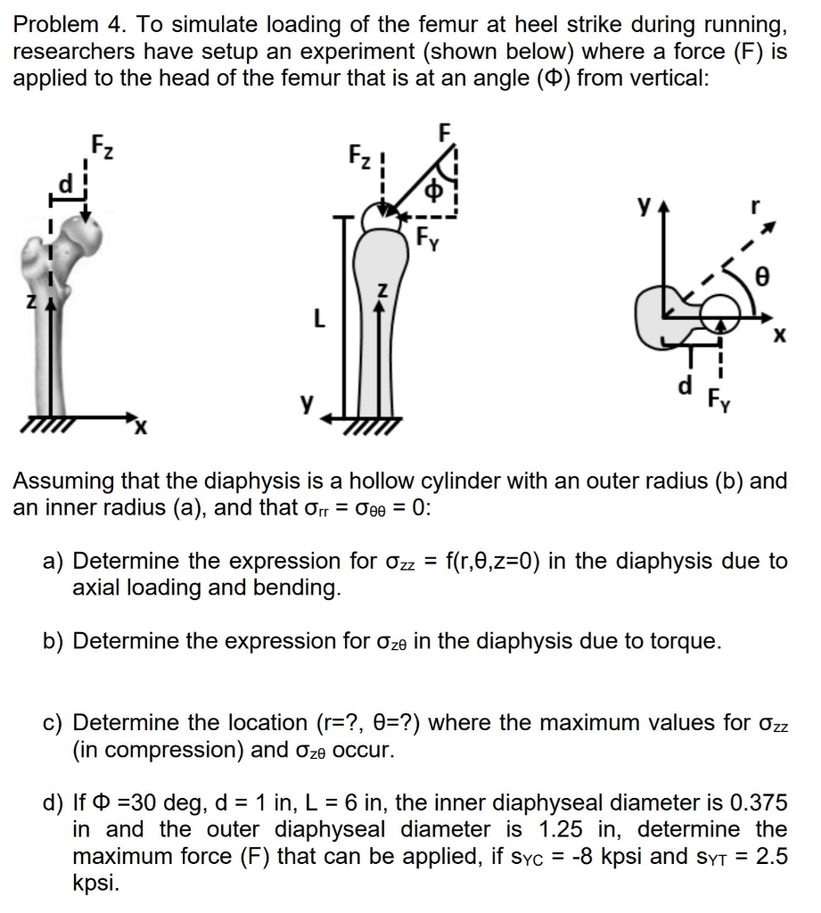Solved Problem 4. To simulate loading of the femur at heel | Chegg.com