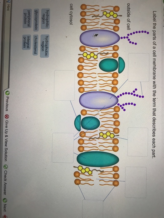 Solved Label the parts of a cell membrane with the term that | Chegg.com