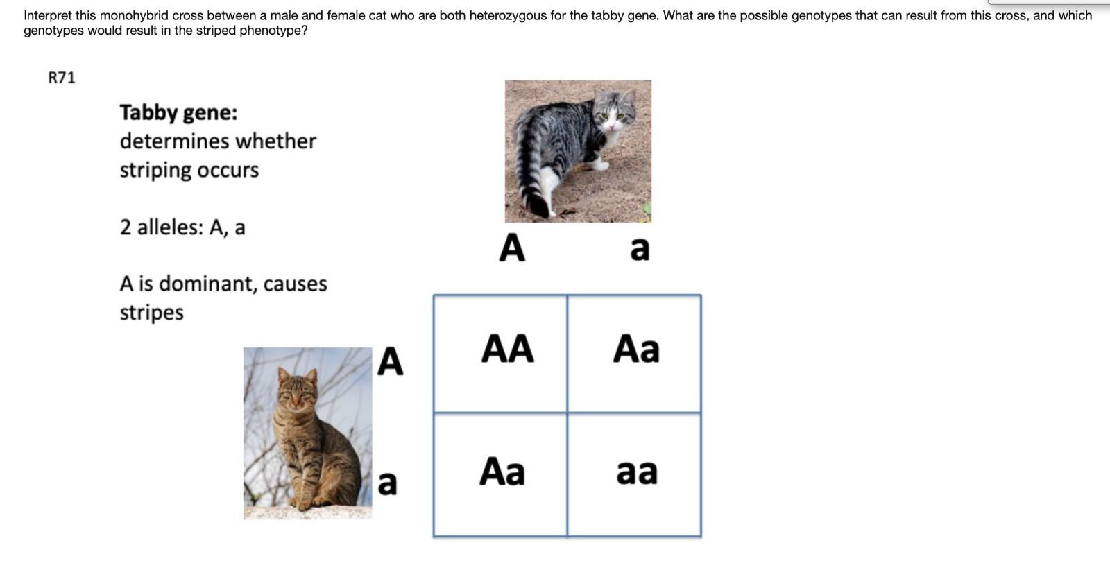 Solved Interpret this monohybrid cross between a male and | Chegg.com