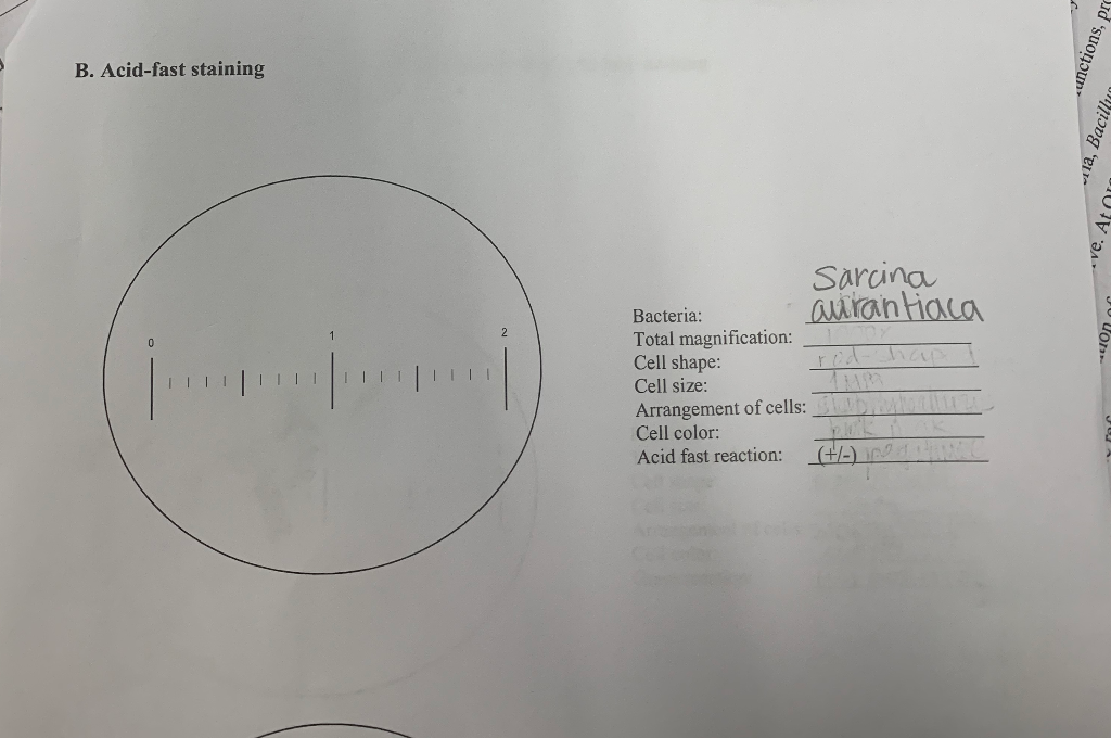 Solved Bacteria name: Sarcina Aurantiaca Find: Total | Chegg.com