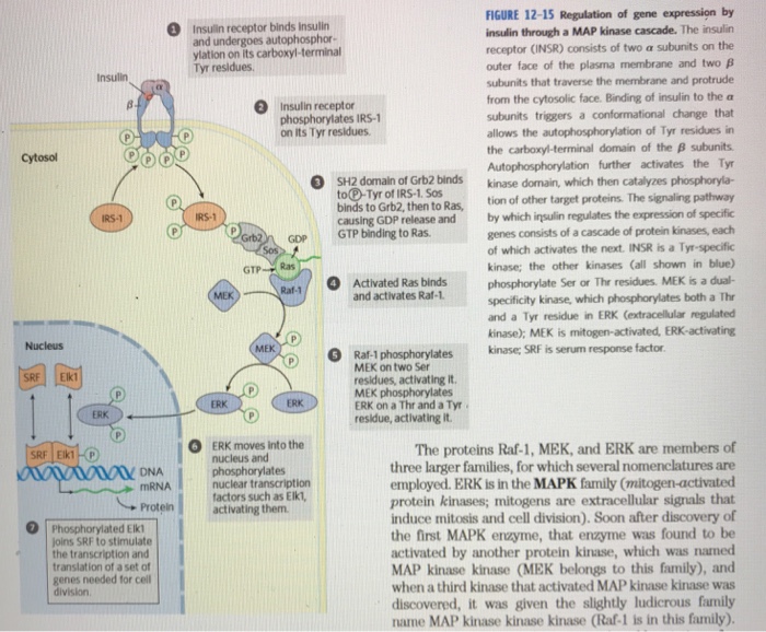 Solved FIGURE 12-15 Regulation of gene expression by insulin | Chegg.com