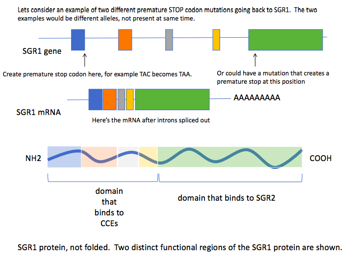 Solved Are amino acids encoded by exon 9 present in the | Chegg.com