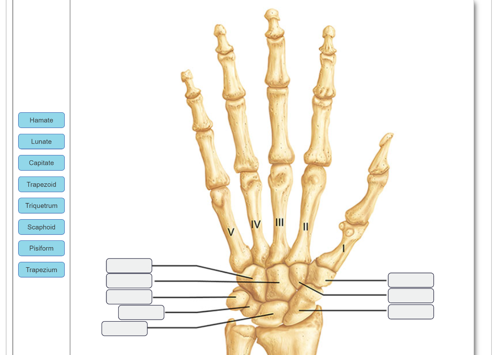 Solved Hamate Lunate Capitate Trapezoid Triquetrum Scaphoid | Chegg.com