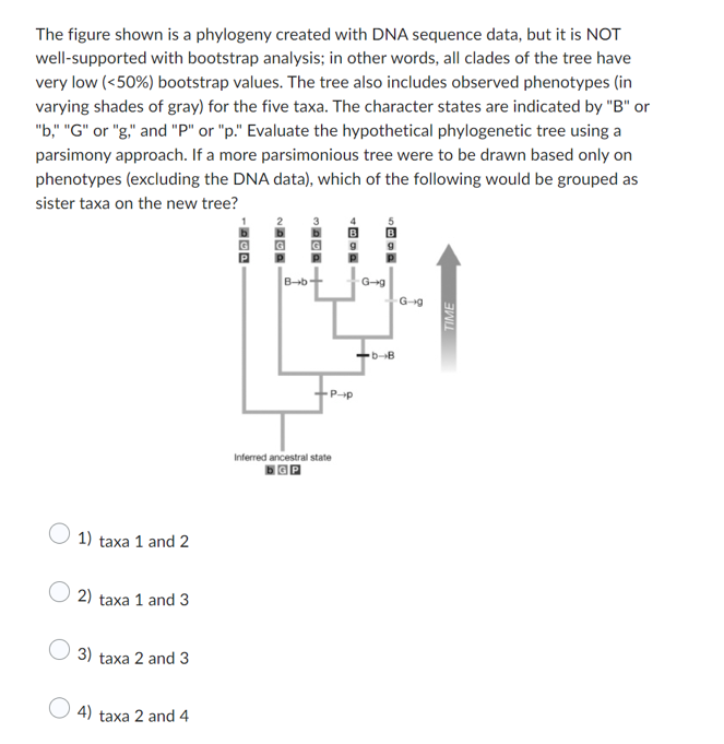 Solved The figure shown is a phylogeny created with DNA | Chegg.com