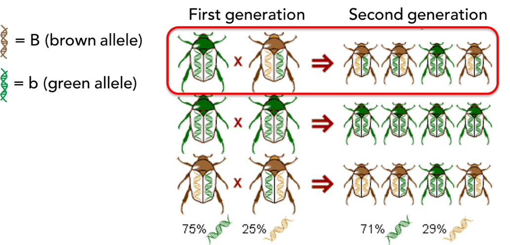 Solved Consider a beetle species that has a gene for body | Chegg.com