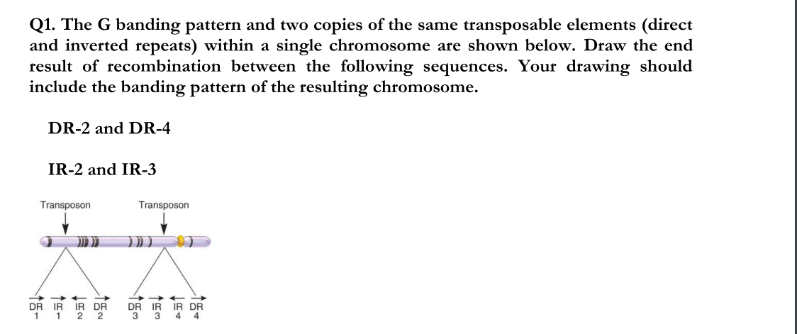 Solved Q1. ﻿The G banding pattern and two copies of the same | Chegg.com