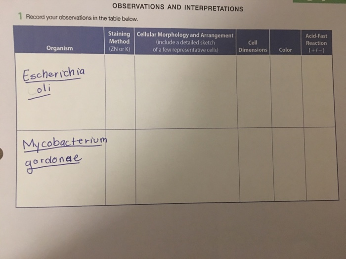 Solved OBSERVATIONS AND INTERPRETATIONS 1 Record your | Chegg.com