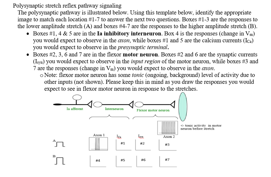 Polysynaptic stretch reflex pathway signaling The | Chegg.com