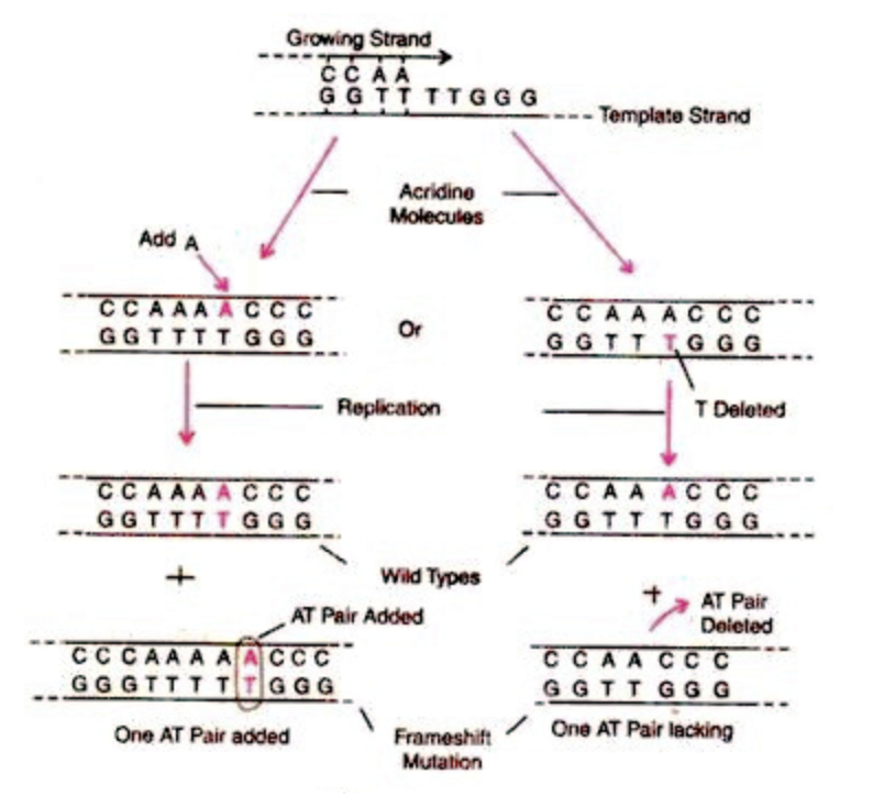 Solved There are many environmental agents that are capable | Chegg.com