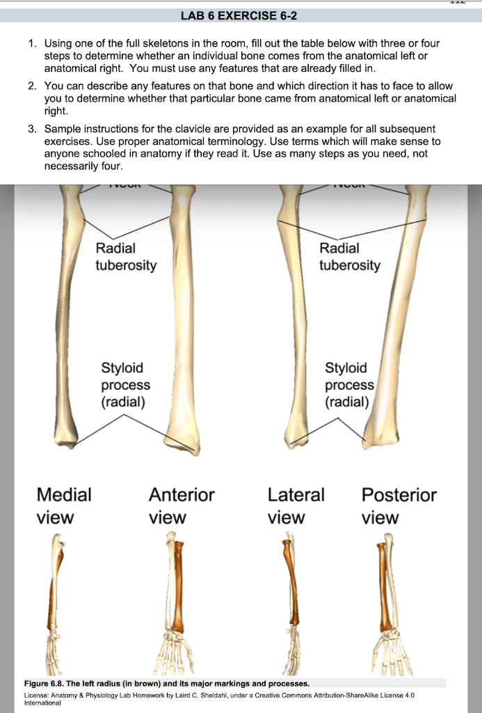 Solved Clavicle – Anatomical left from anatomical right | Chegg.com