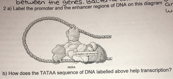 Solved a) Label the promoter and the enhancer regions of DNA | Chegg.com
